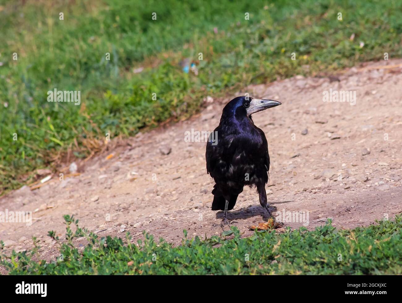 Black crow standing and eat offals. Crane is eating something and ...