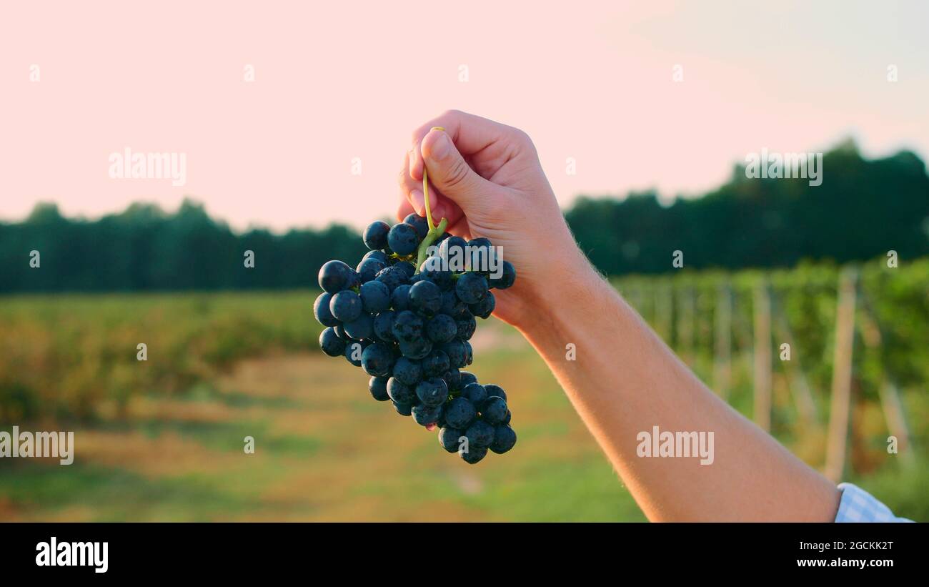 Big juicy bunches of ripe grapes in male hands at harvest time for wine ...