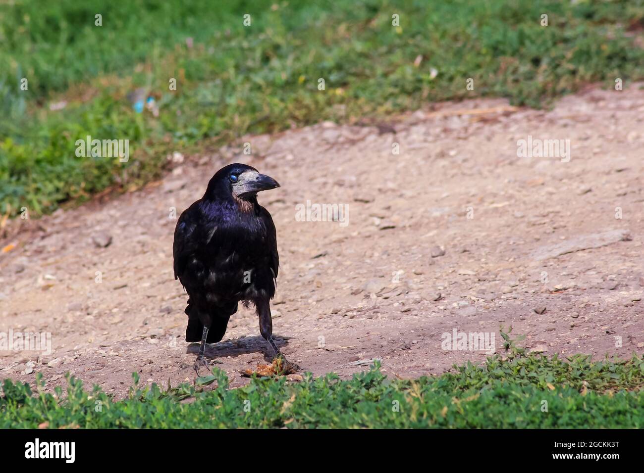 Black crow standing and eat offals. Crane is eating something and ...