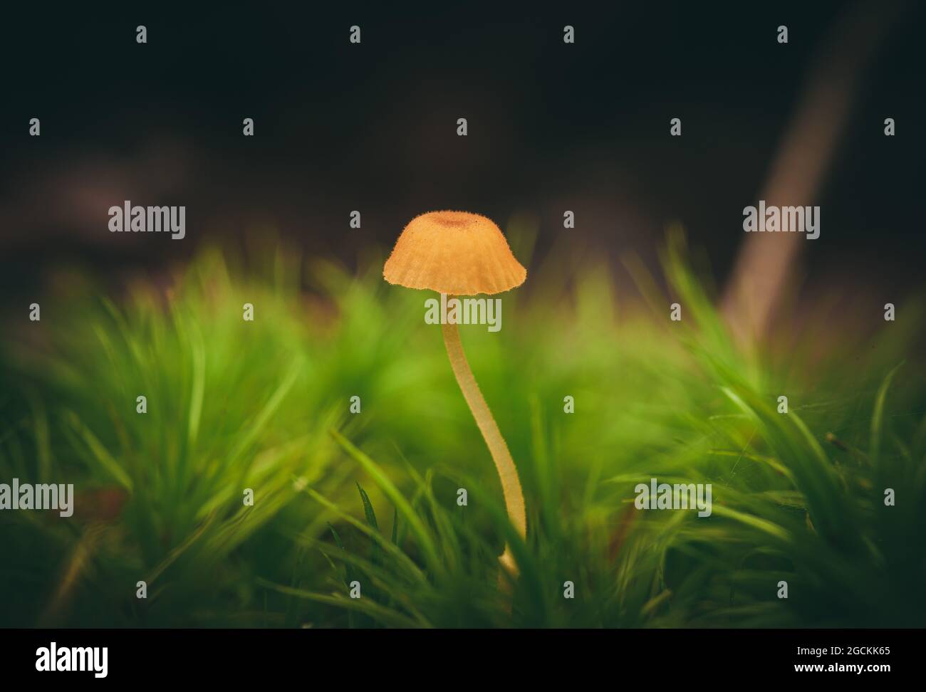 Mycene hi-res stock photography and images - Alamy