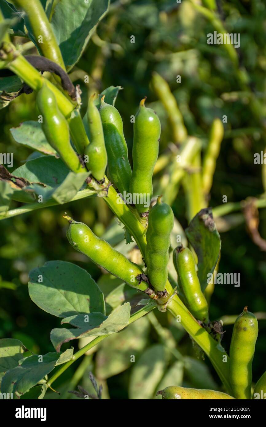 Pre harvest hi-res stock photography and images - Alamy