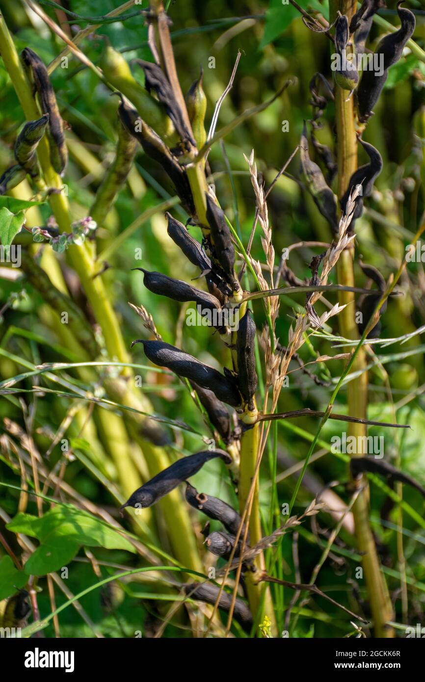Spring beans - late stage pre-harvest Stock Photo - Alamy
