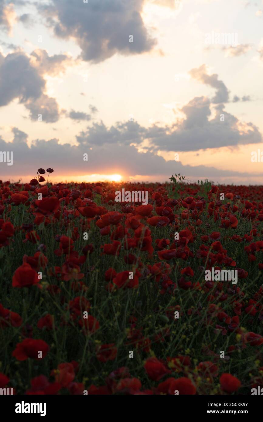 Beautiful poppy field during sunrise hi-res stock photography and ...