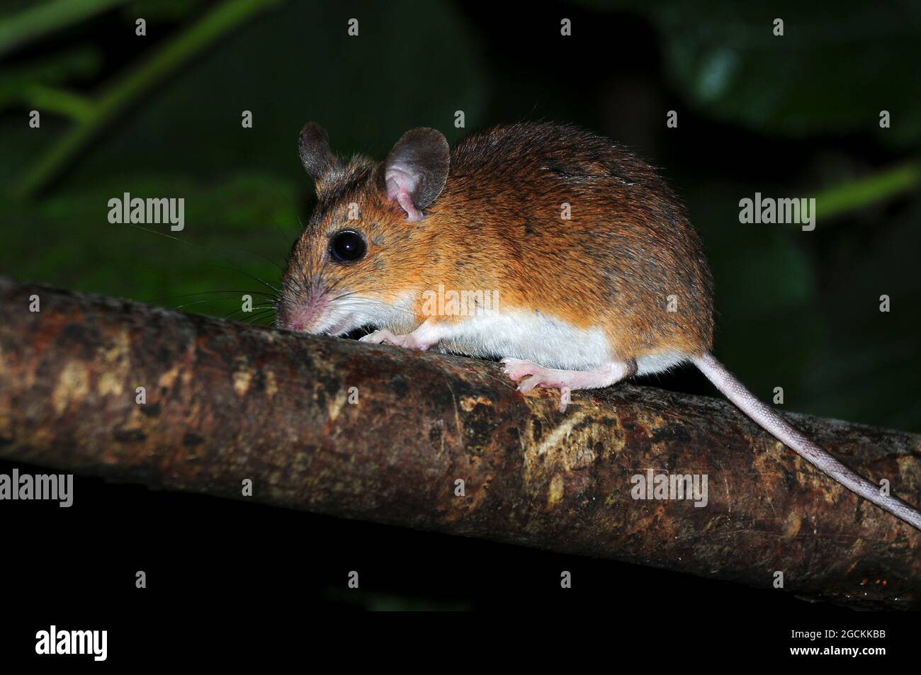 wood mouse apodemus sylvaticus Stock Photo - Alamy