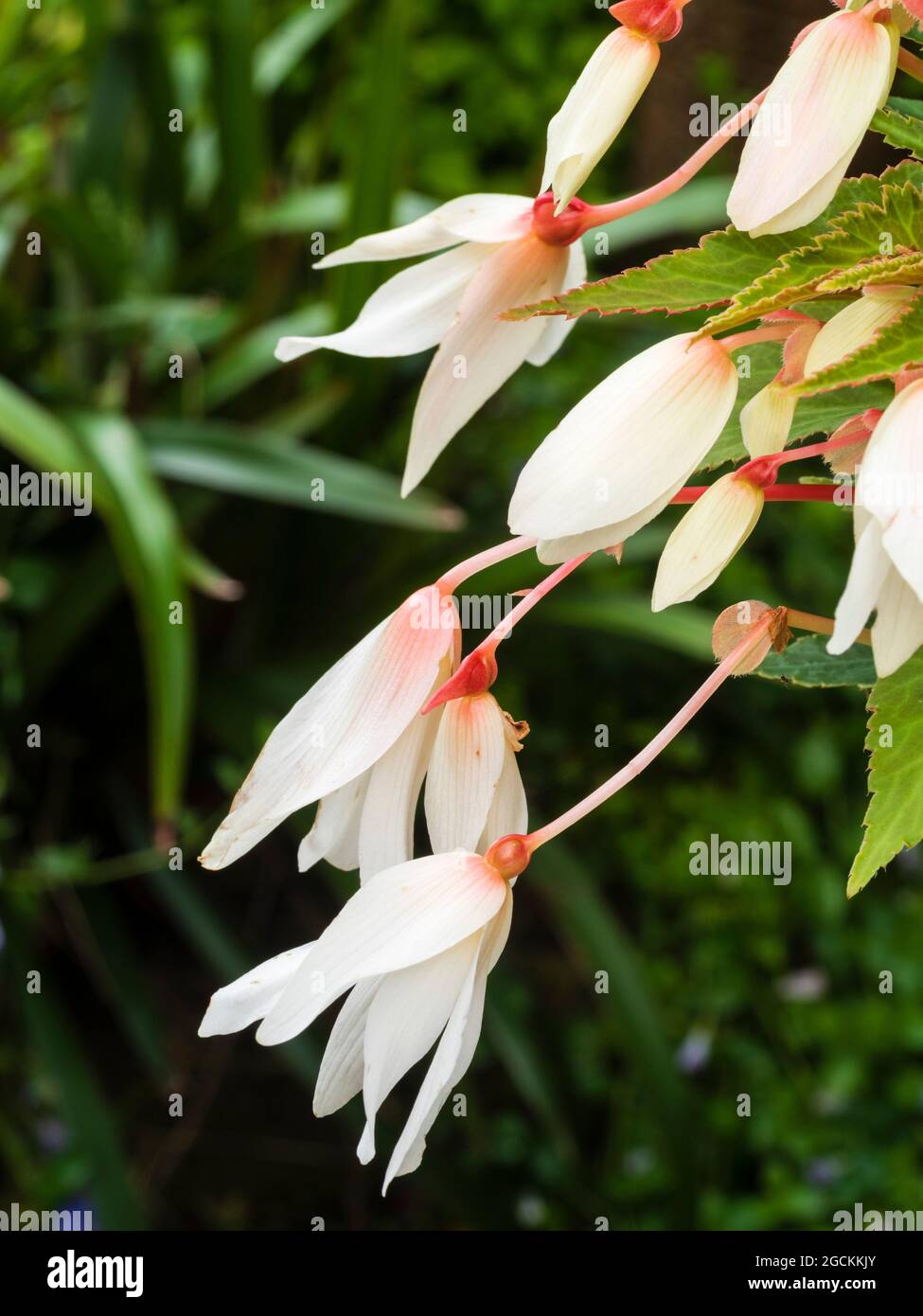 trailing white flowers of the summer blooming, tender, tuberous ...