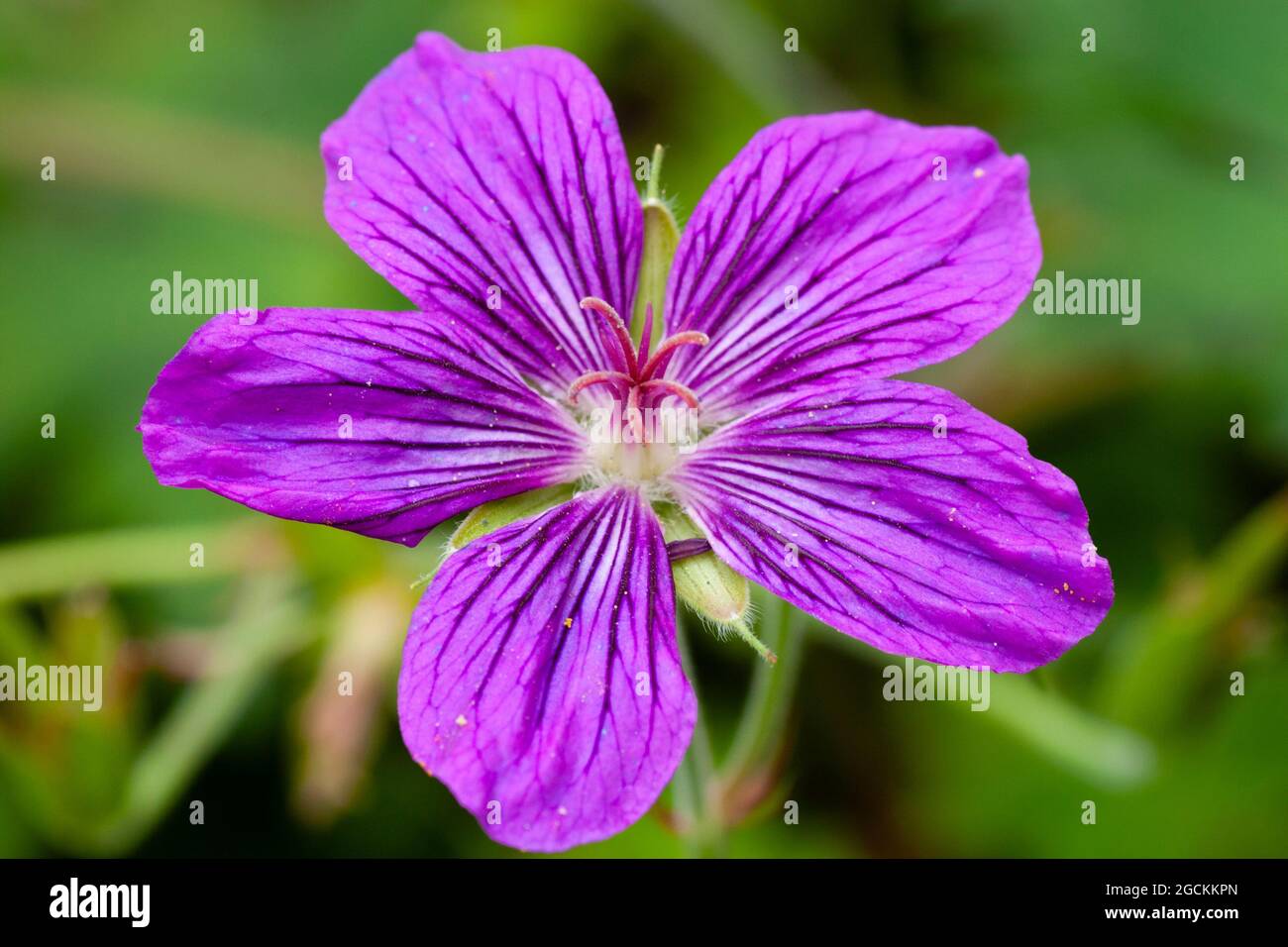 Pollen guides hi-res stock photography and images - Alamy