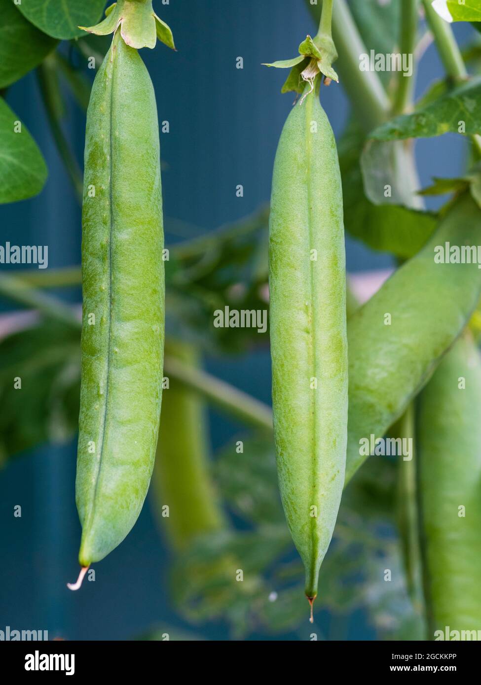 Ripe pods of the heritage tall climbing garden pea Pisum sativum ...
