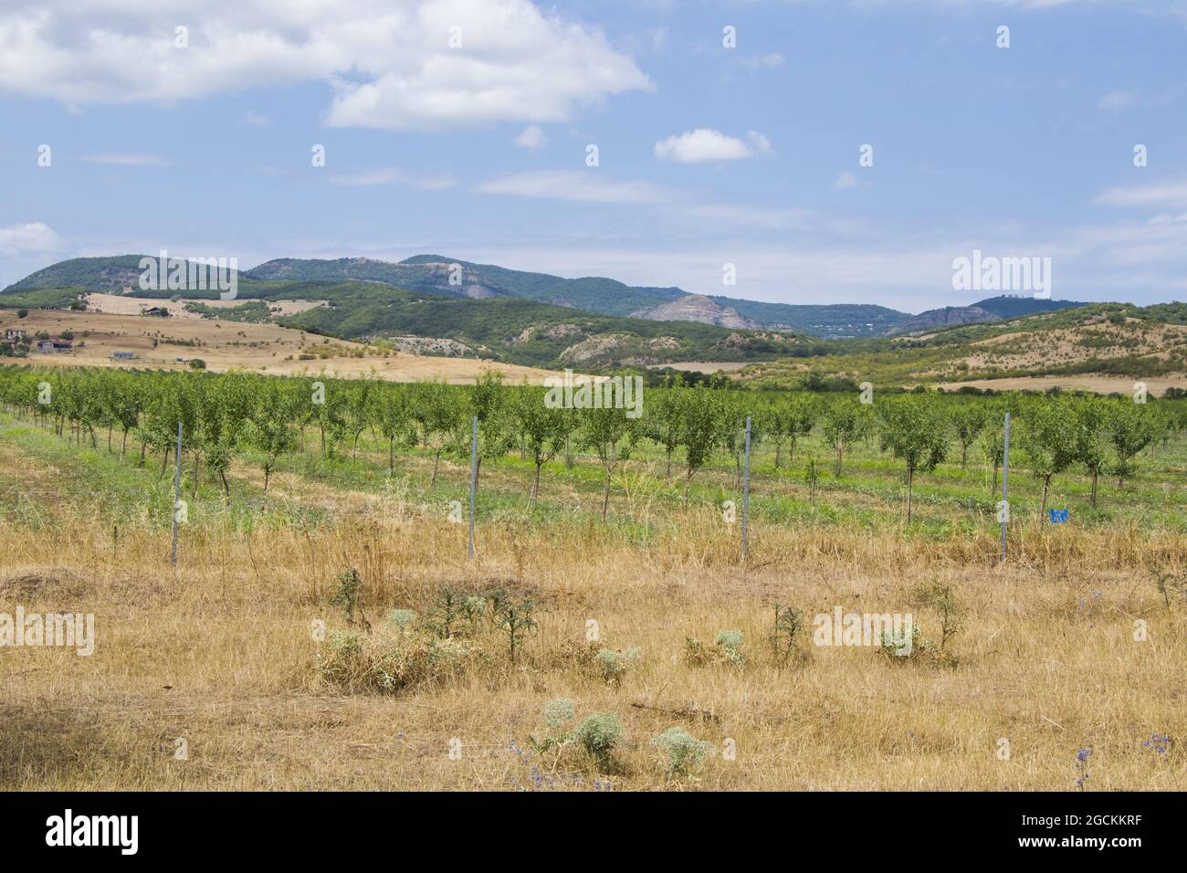 Vineyard surrounded by hills in the Georgian countryside Stock Photo ...