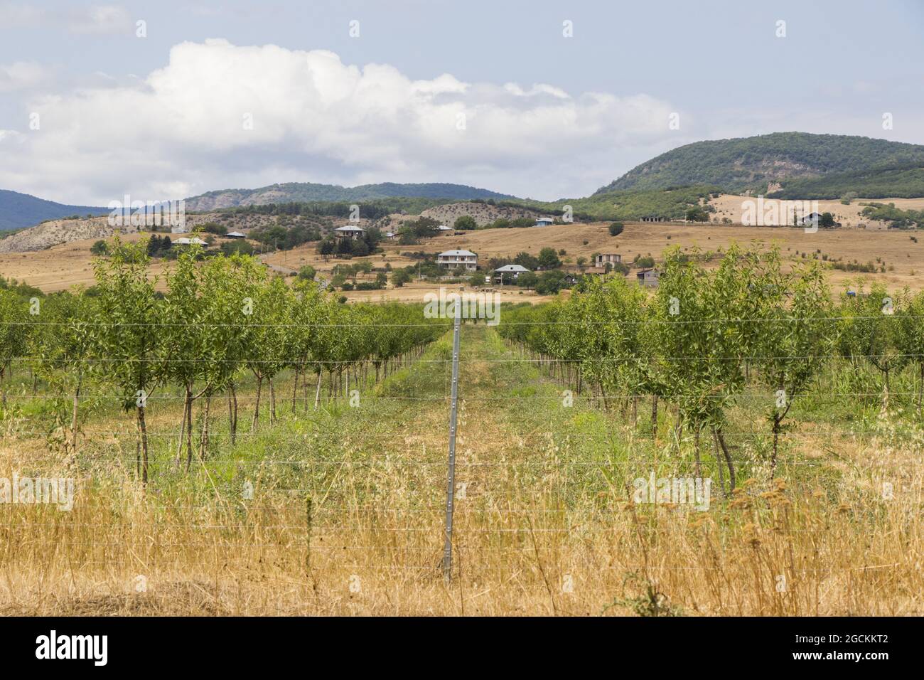 Vineyard surrounded by hills in the Georgian countryside Stock Photo ...