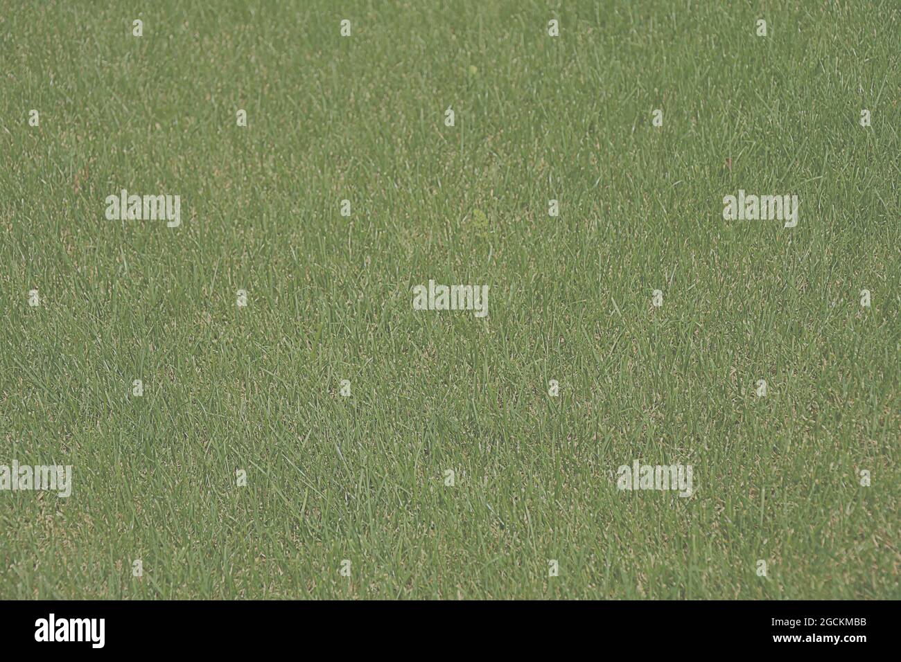 green background with soft grass texture Stock Photo - Alamy