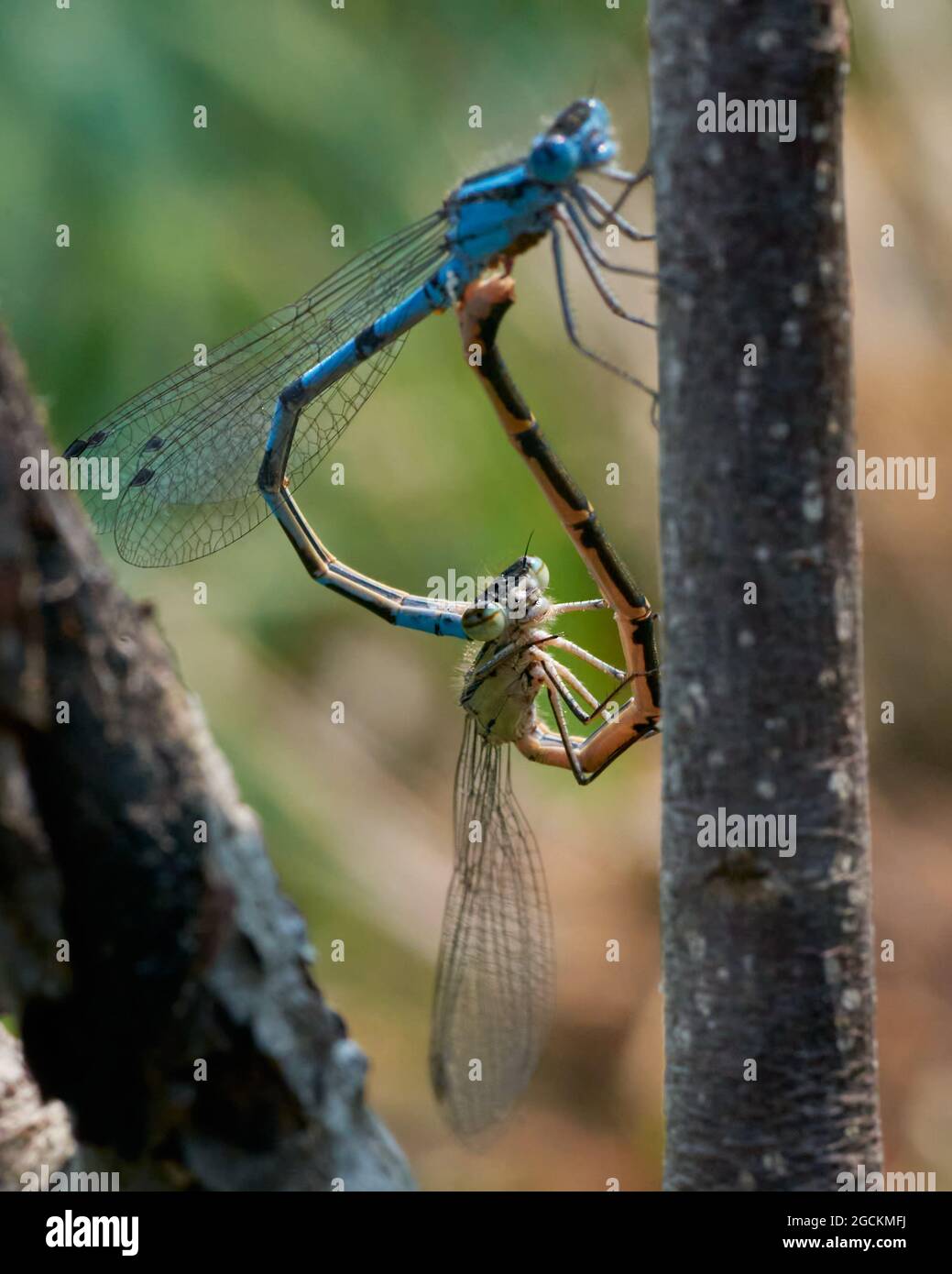 Selective focus shot of dragonflies mating on a tree branch Stock Photo ...