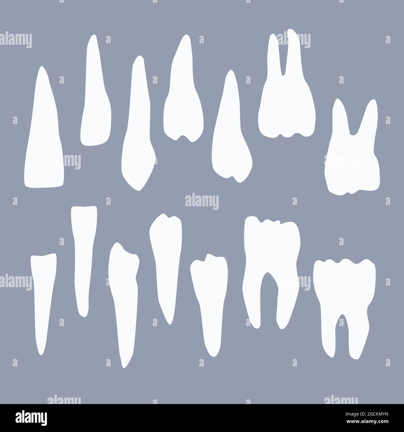 Set of human teeth - vector illustration Stock Vector Image & Art - Alamy
