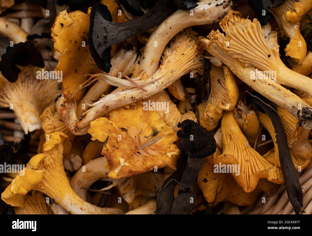 Wild edible mushrooms from the forest in Sweden - both golden ...