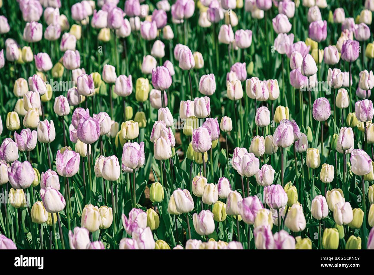 Multicolored tulip flowers Stock Photo - Alamy