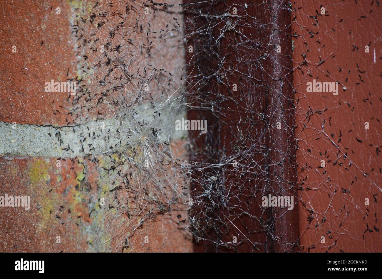 Effective cobweb hi-res stock photography and images - Alamy