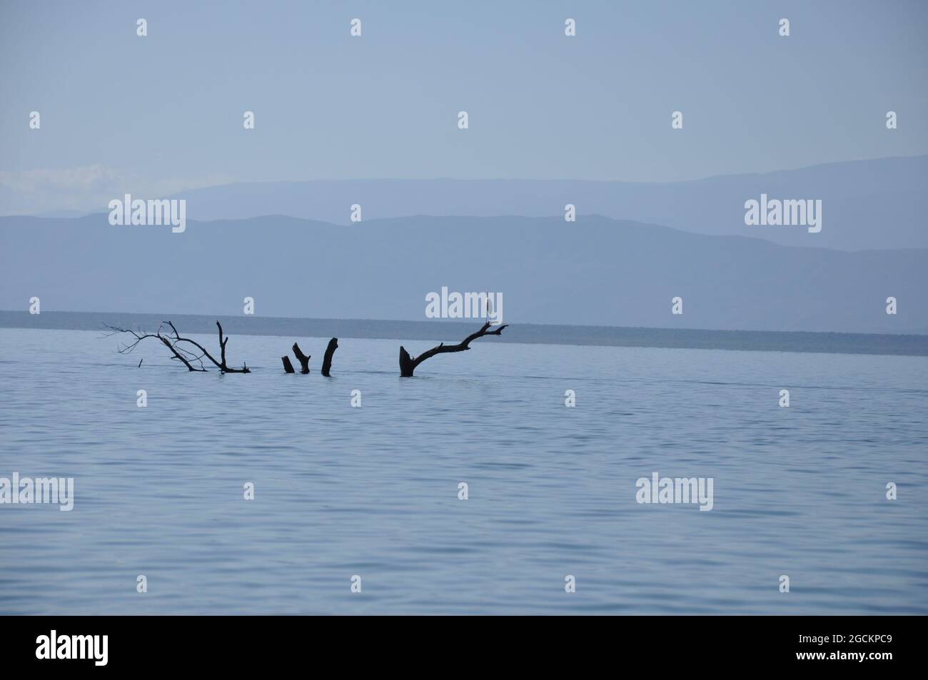 Dry tree growing out the sea Stock Photo - Alamy