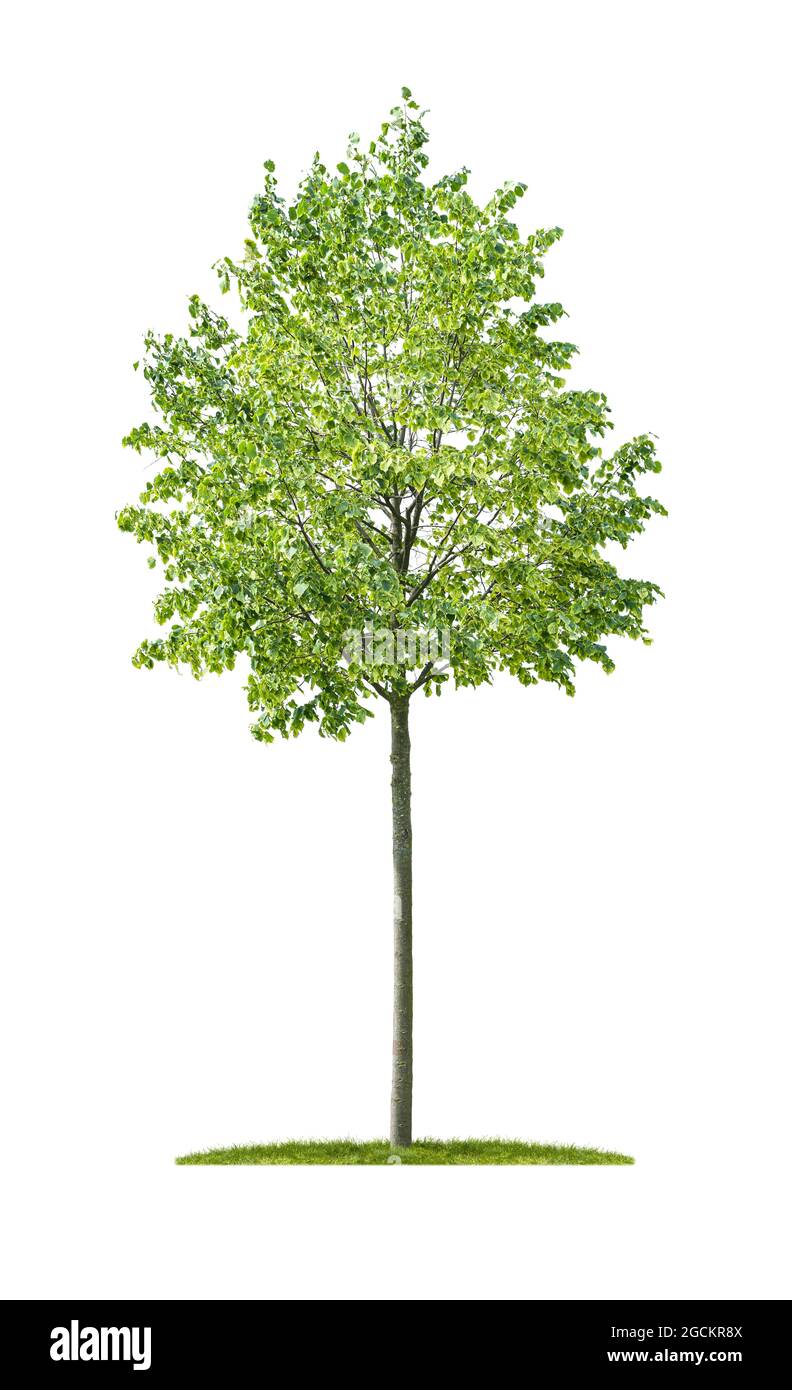 Isolated lime tree on a white background Stock Photo - Alamy