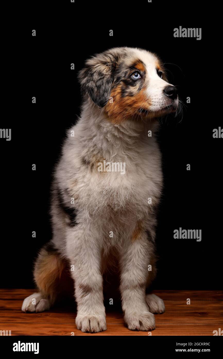Blue merle dog hi-res stock photography and images - Alamy