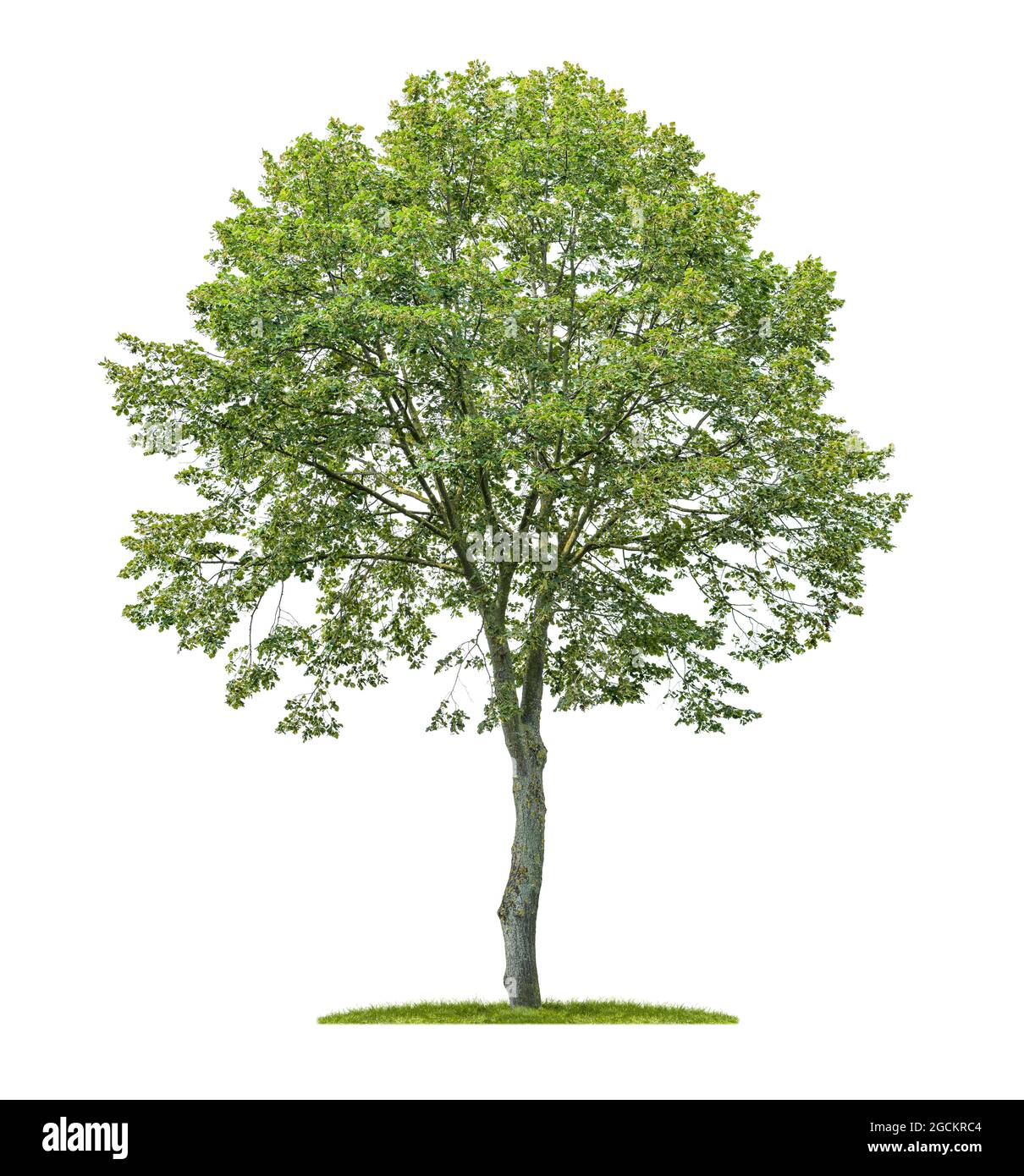 Isolated lime tree on a white background Stock Photo - Alamy