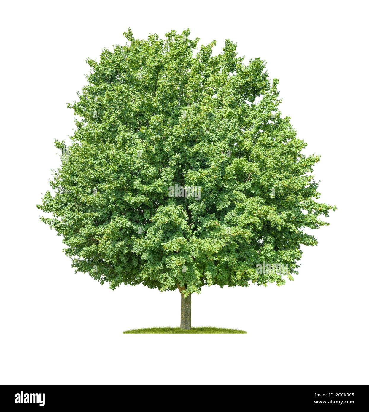Isolated field marple tree on a white background Stock Photo - Alamy