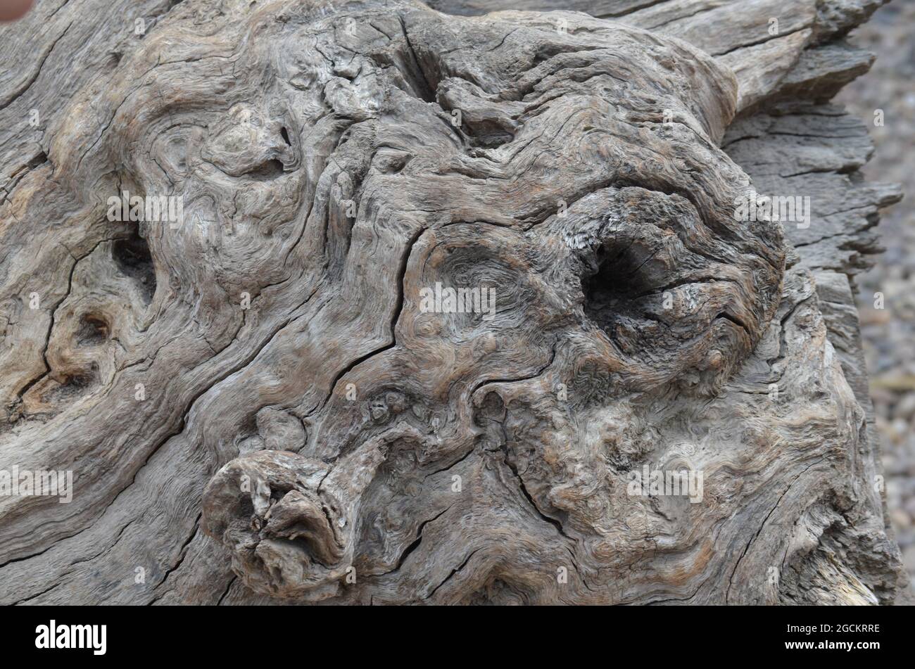 Wood study hi-res stock photography and images - Alamy
