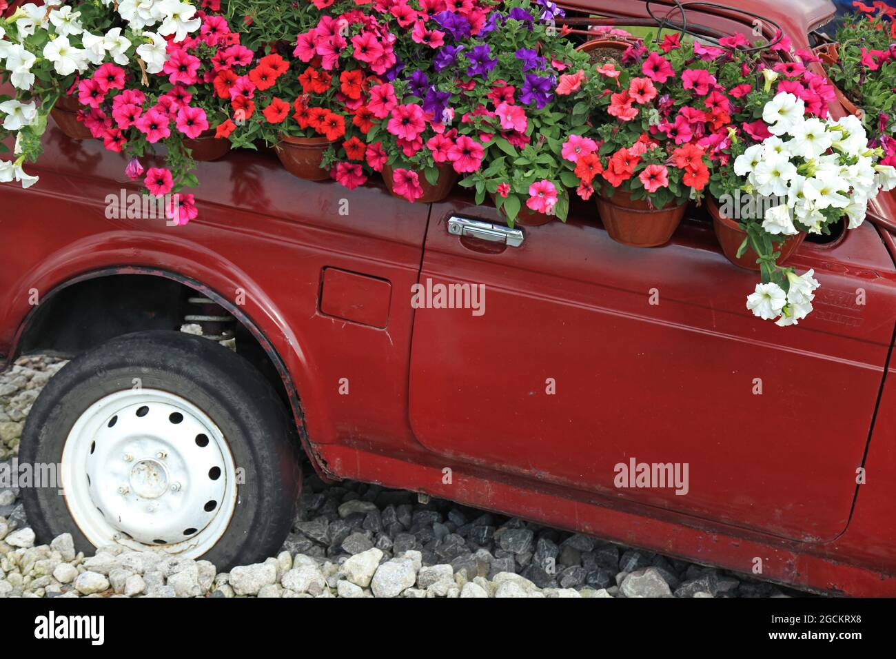 Old car with flowerpots of flowers (multicolored viola, petunia) in a ...
