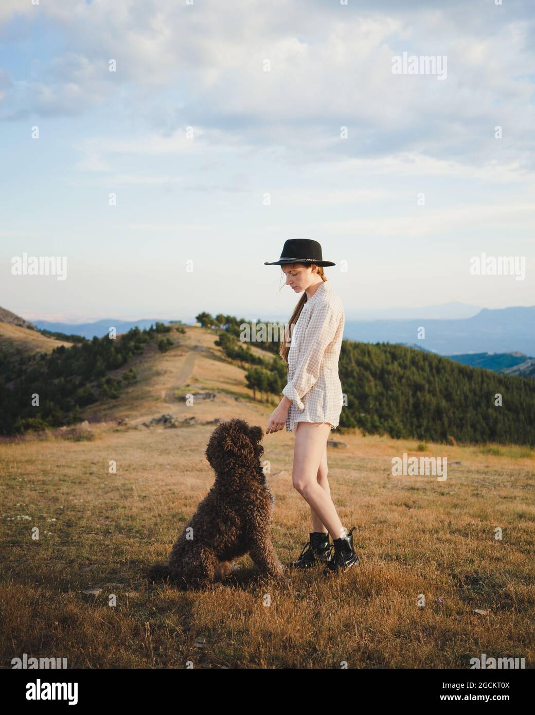 Labradoodle side view hi-res stock photography and images - Alamy