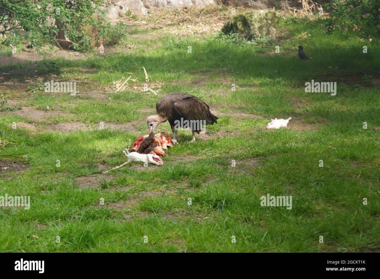 Dead bird cage hi-res stock photography and images - Alamy