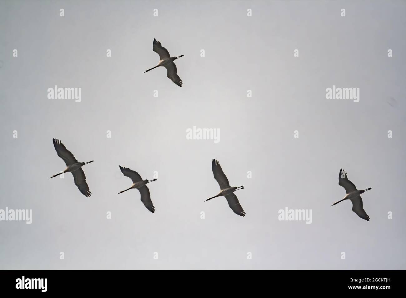 Bottom birds hi-res stock photography and images - Alamy