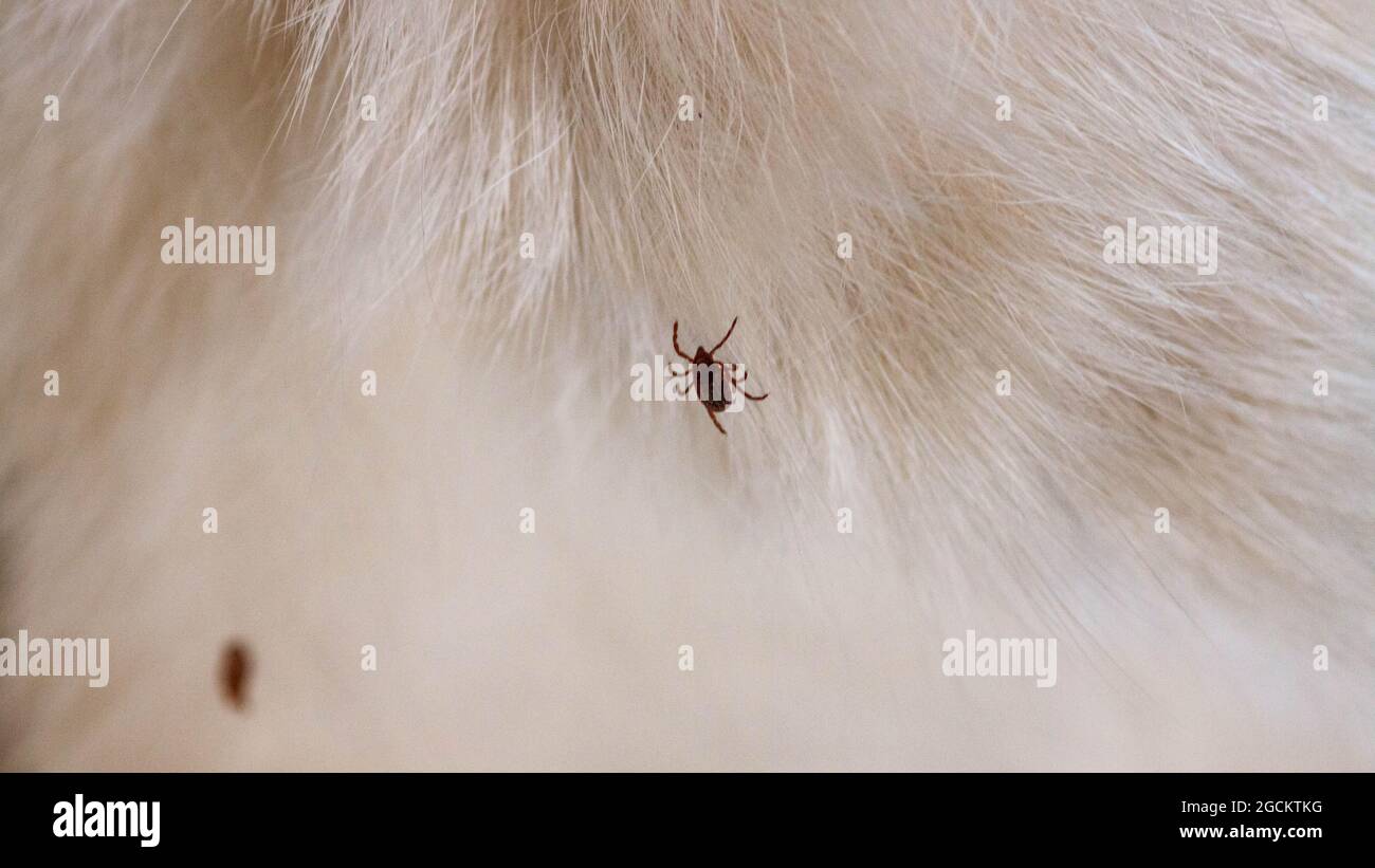 An ixodic infectious tick stuck to the head of a kitten. A tick bit a ...