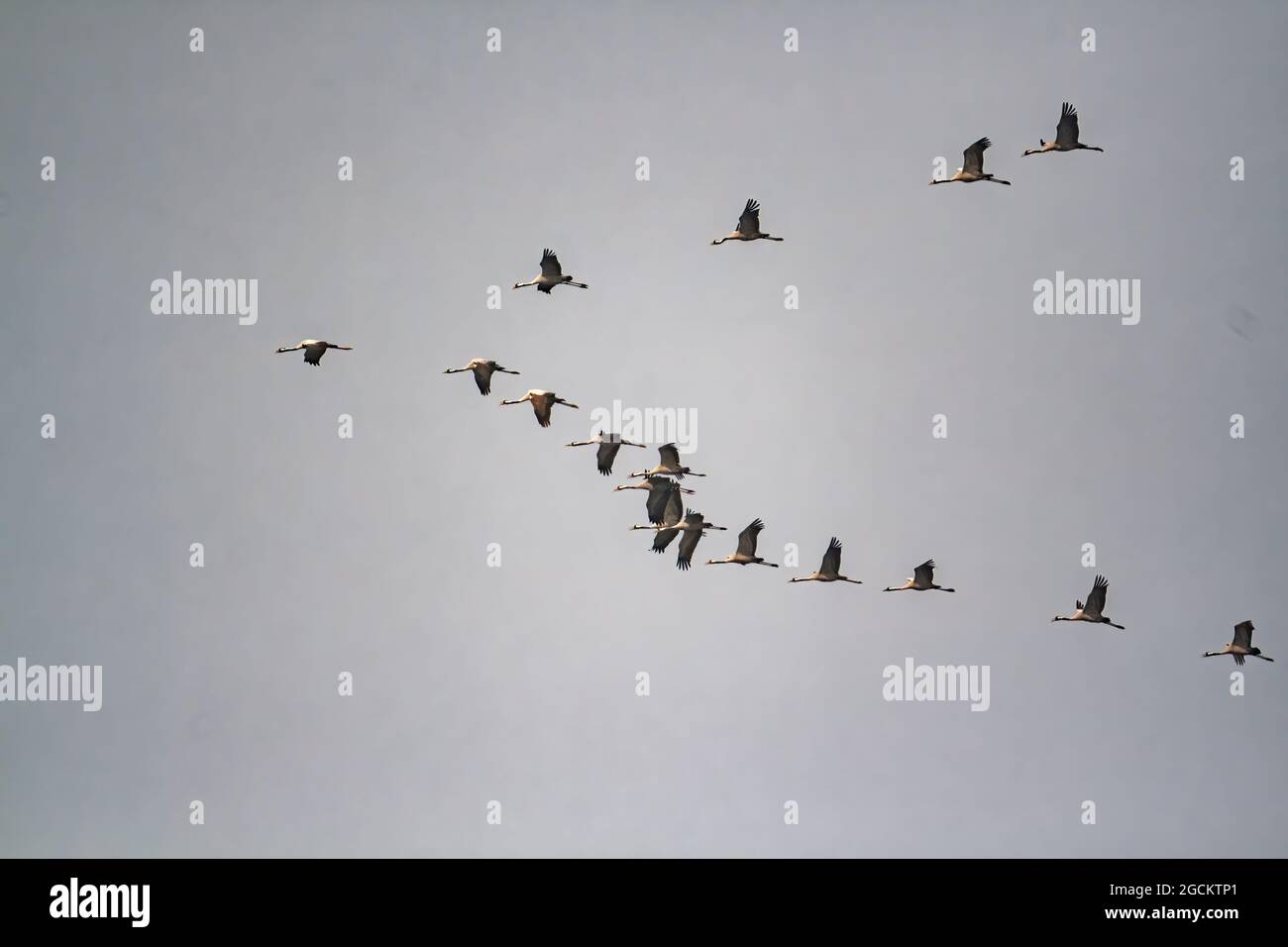 Flock of birds flying in the cloudy sky at sunset Stock Photo - Alamy