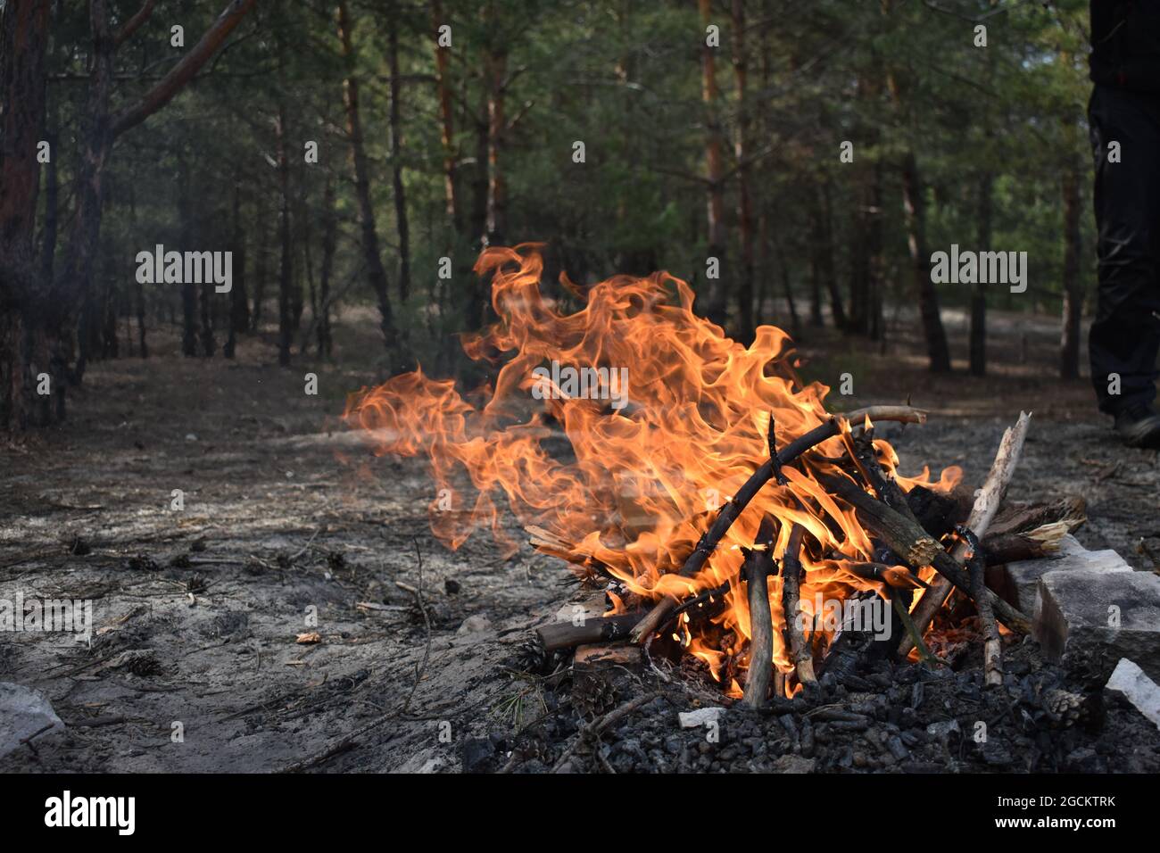 Campfire burning in the woods Stock Photo - Alamy