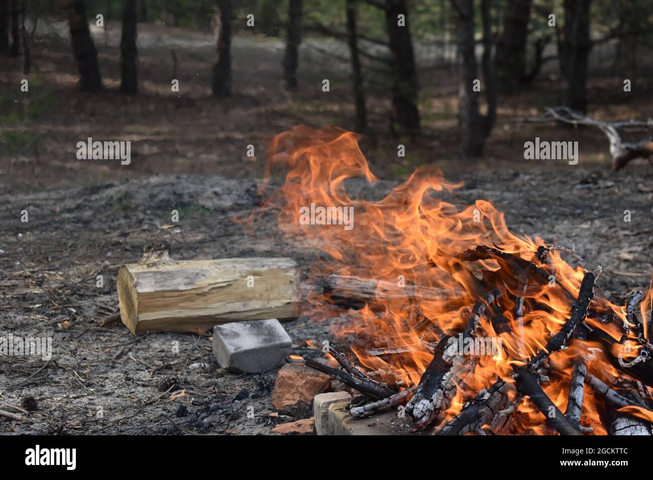 Campfire burning in the woods Stock Photo - Alamy