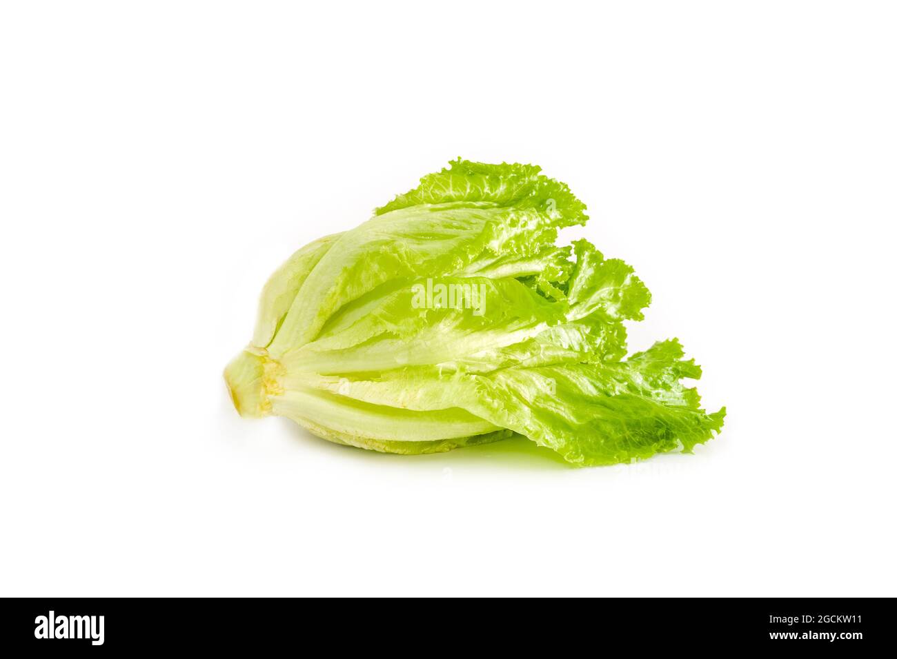 Fresh salad green leaf. Lettuce isolated on white background, side view ...