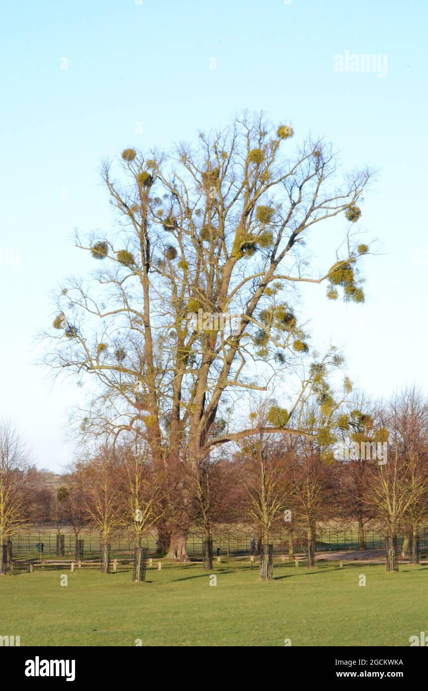 Burghley Park Tree Stock Photo - Alamy