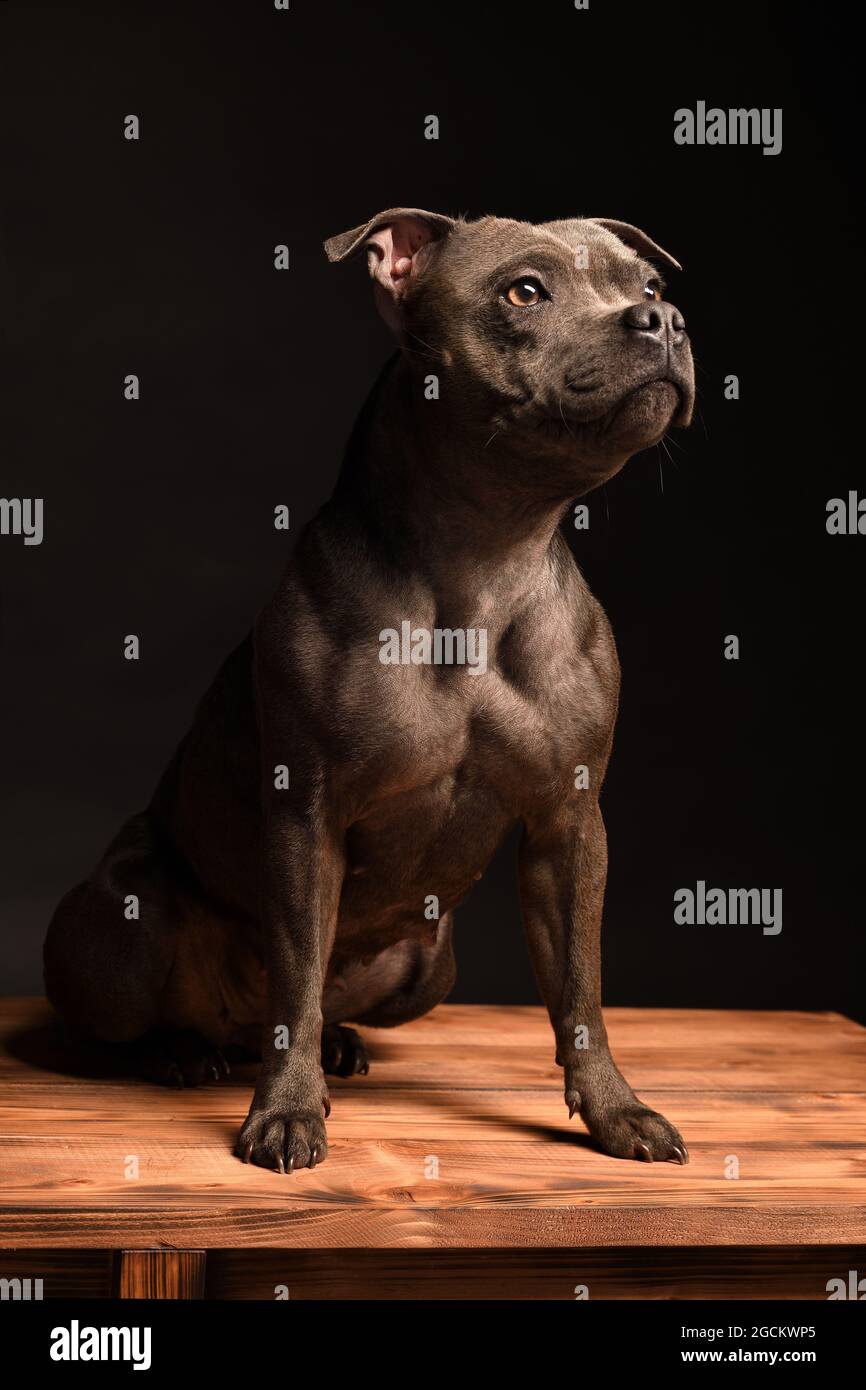 Portrait of gray Staffordshire Bull Terrier Puppy Dog Stock Photo - Alamy