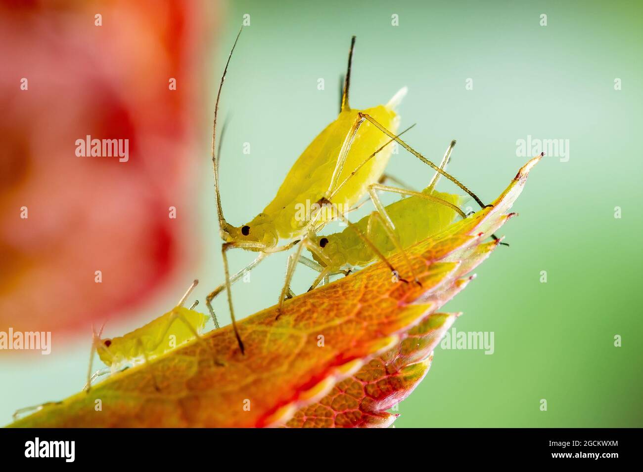 Aphid Colony Close-up. Greenfly or Green Aphid Garden Parasite Insect ...