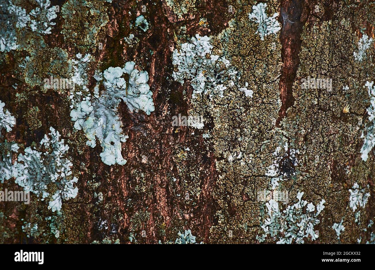 Closeup of a tree crust with white spots on it Stock Photo - Alamy