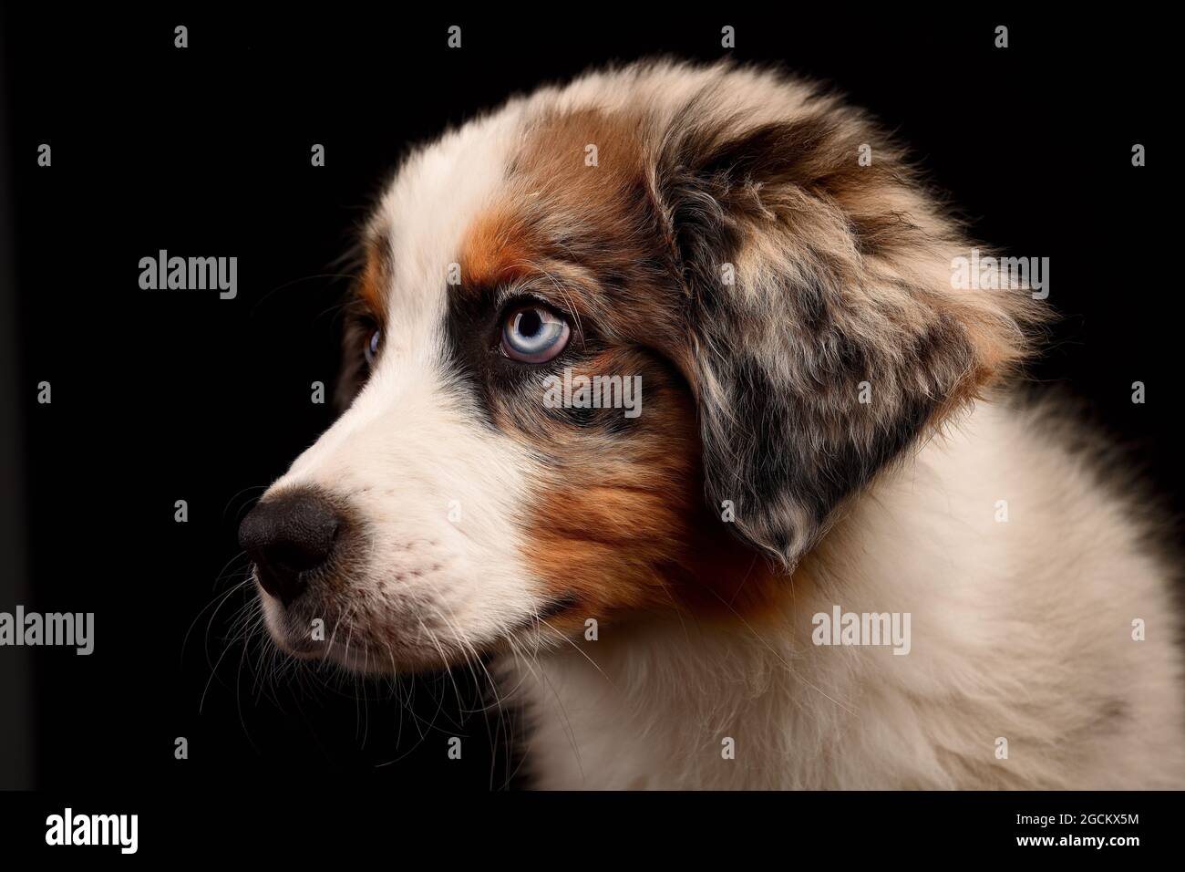 Puppy Australian Shepherd dog Isolated on black background in studio ...
