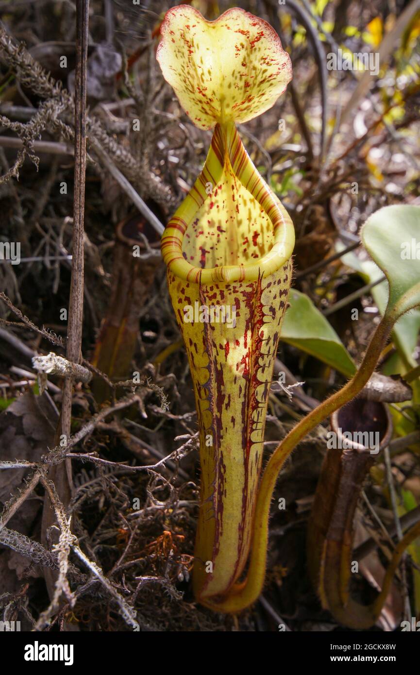 Pitcher of the carnivorous pitcher plant Nepenthes stenophylla, Sarawak ...