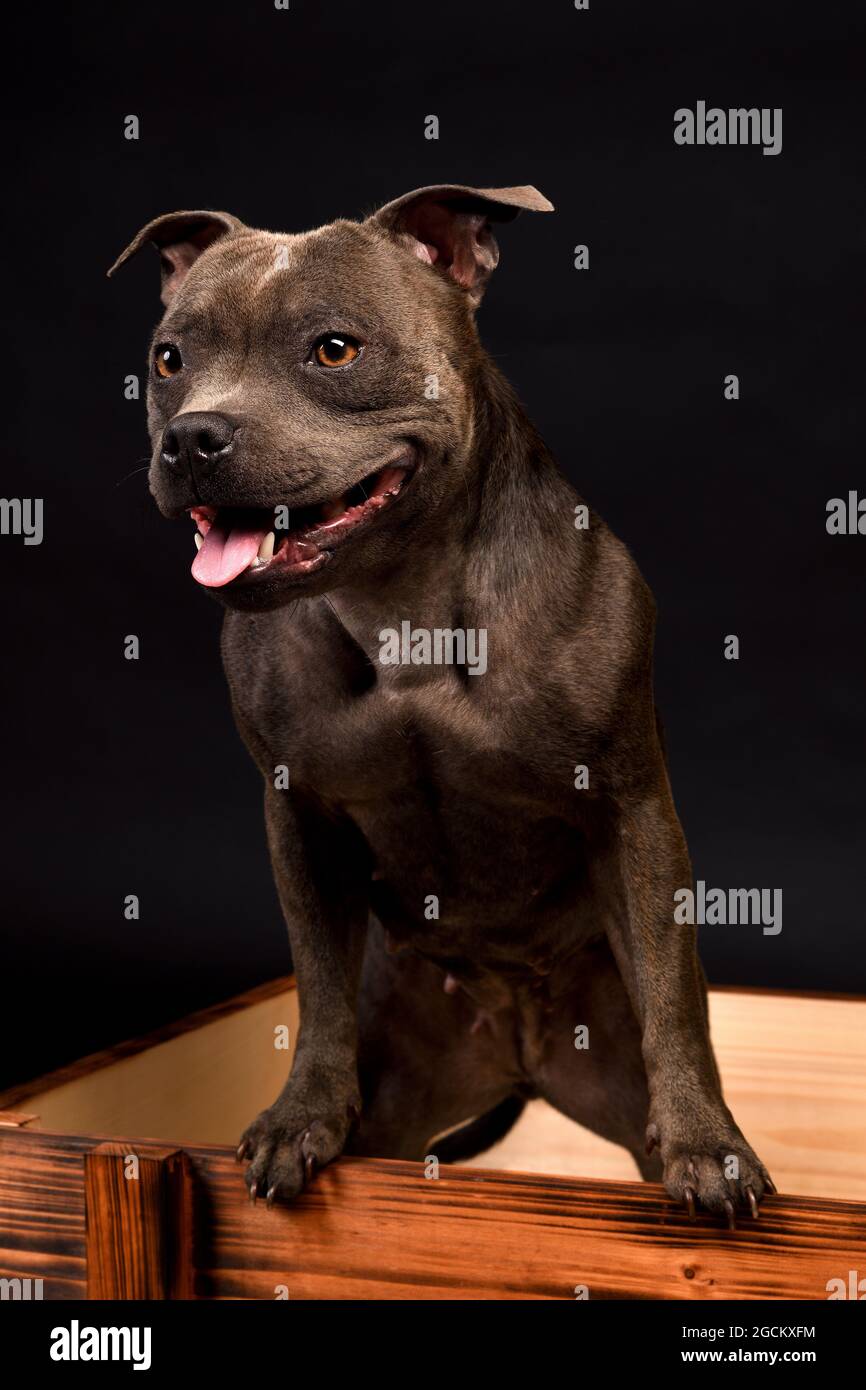 Staffordshire Bull Terrier Puppy Dog on dark studio background Stock ...