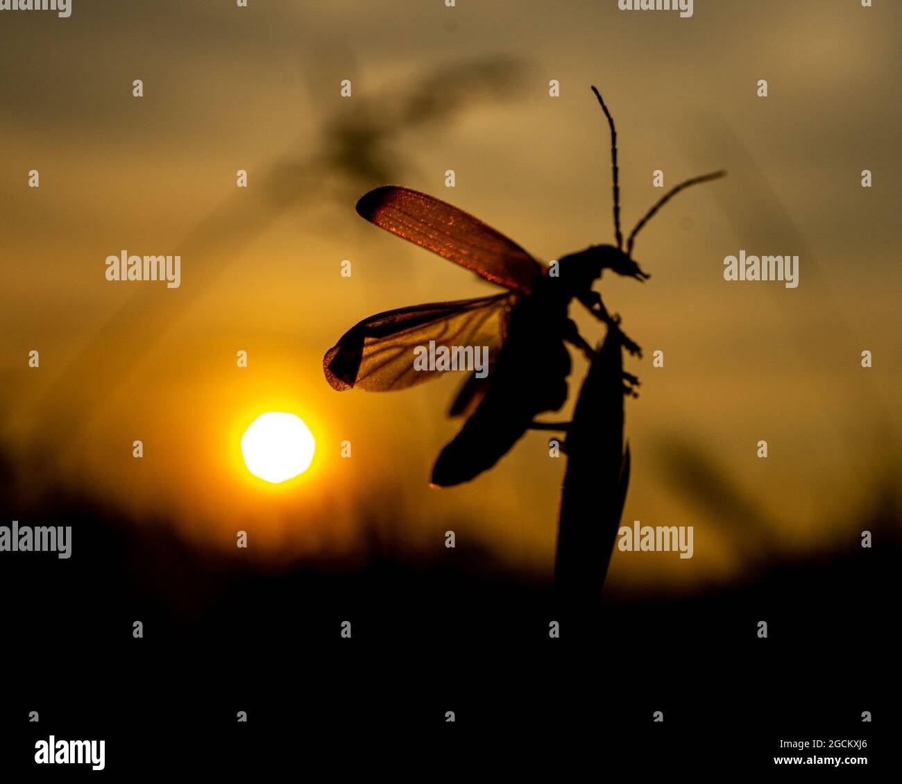 Firefly silhouette hi-res stock photography and images - Alamy