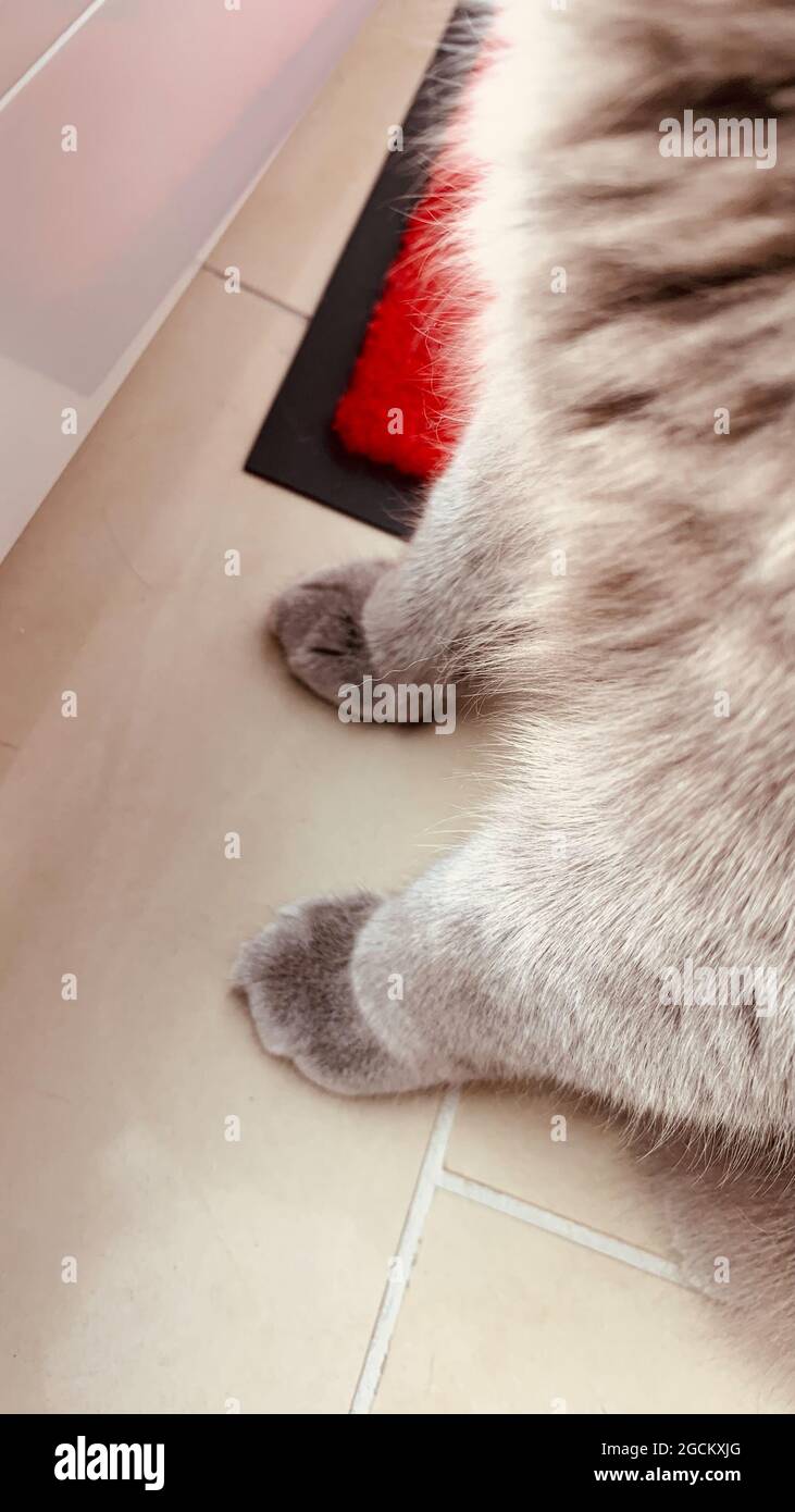 Vertical shot of furry cat legs Stock Photo - Alamy