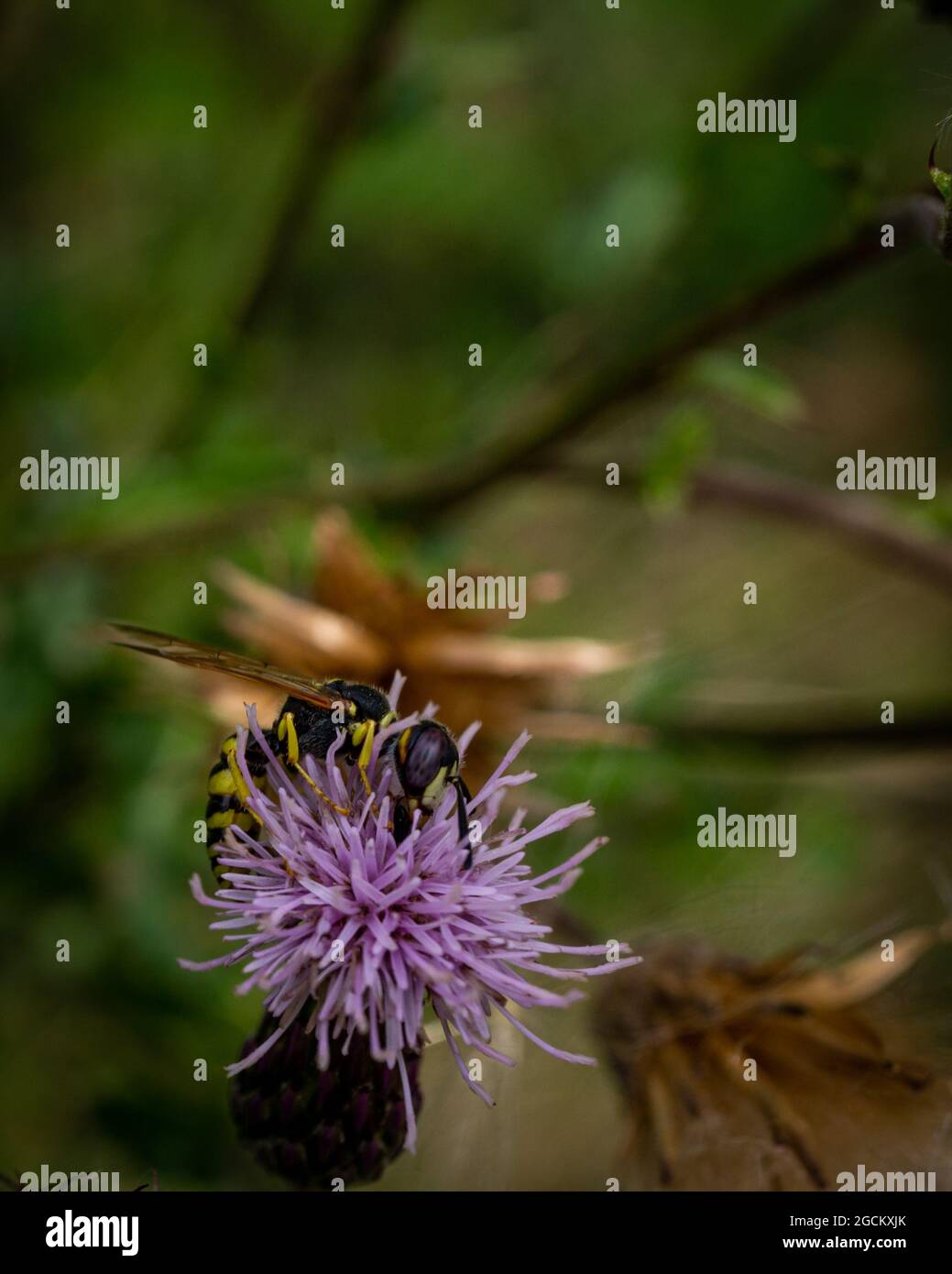 Philanthus triangulum on flower hi-res stock photography and images - Alamy