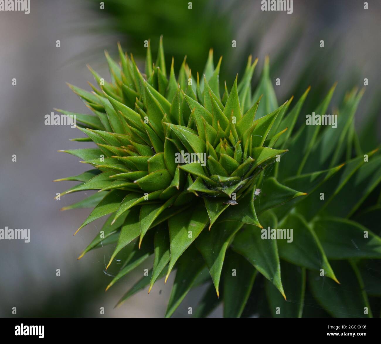 Monkey puzzle tree flower hi-res stock photography and images - Alamy