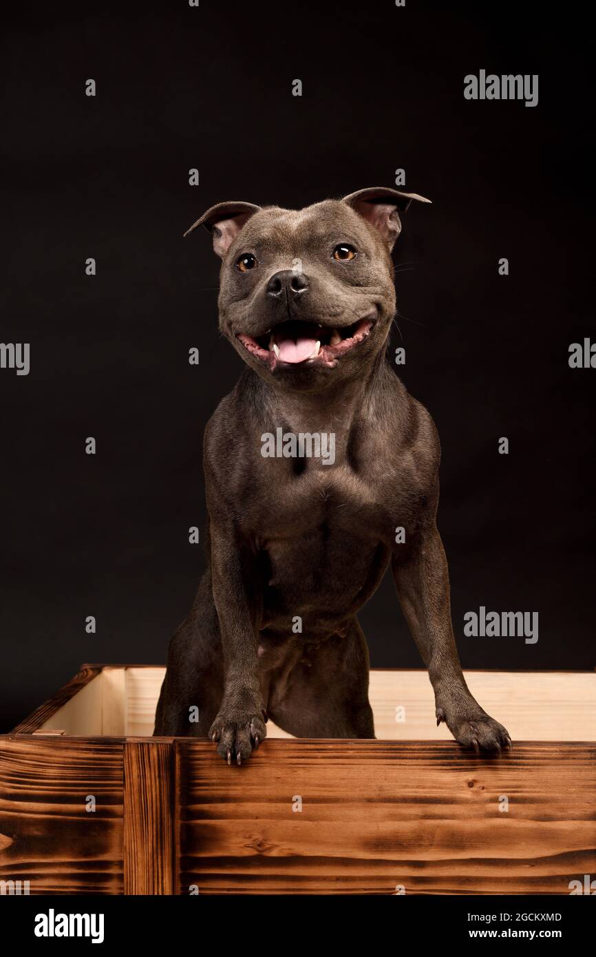Portrait of gray Staffordshire Bull Terrier Puppy Dog on black ...