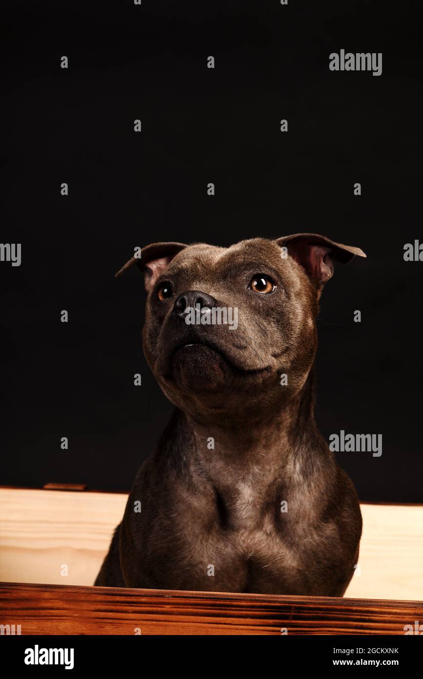 Staffordshire bull terrier puppy hi-res stock photography and images ...