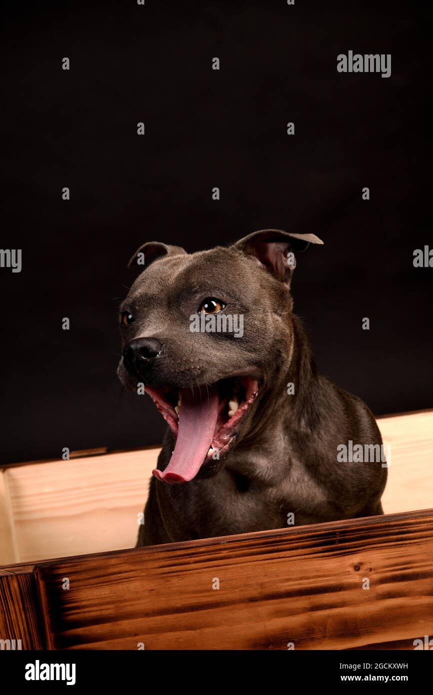 Portrait of gray Staffordshire Bull Terrier Puppy Dog on black ...