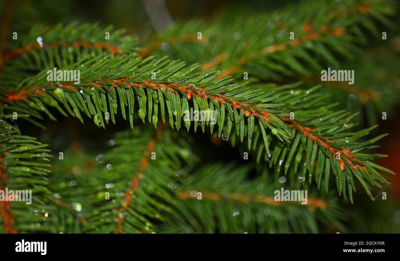 Pine Tree Branch (Pinus Stock Photo - Alamy