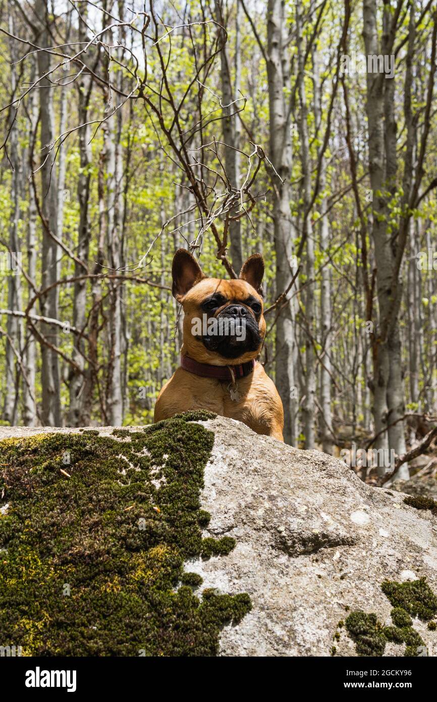Adorable French Bulldog sitting on mossy rock in woods in Pyrenees and ...